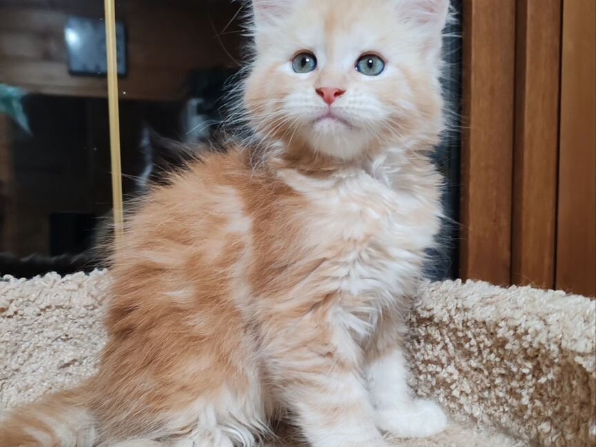 Роскошные мальчики Мейн-куна