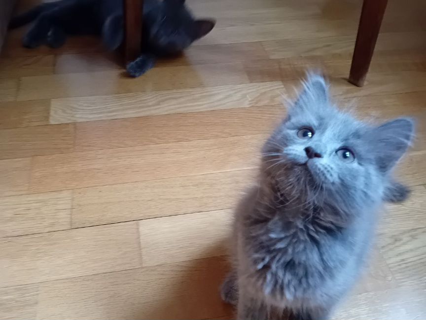 Котёнок девочка ищет заботливых хозяев