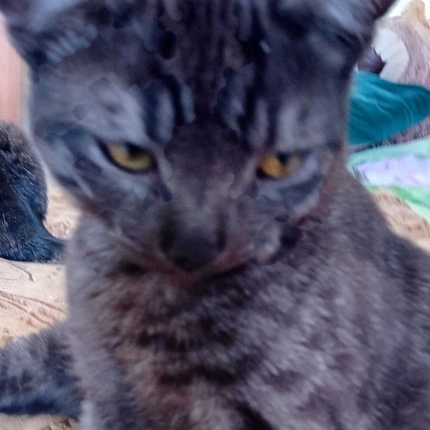 Кошки в добрые руки