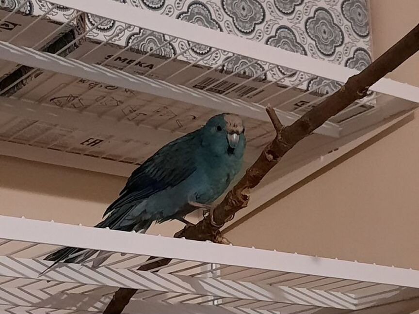 Попугай какарик синий