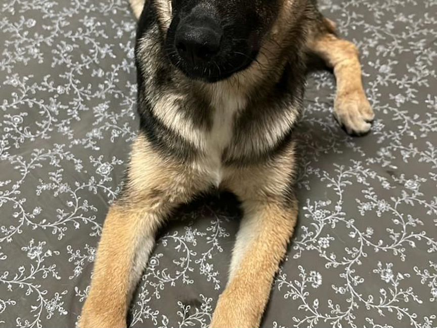 Собака в добрые руки