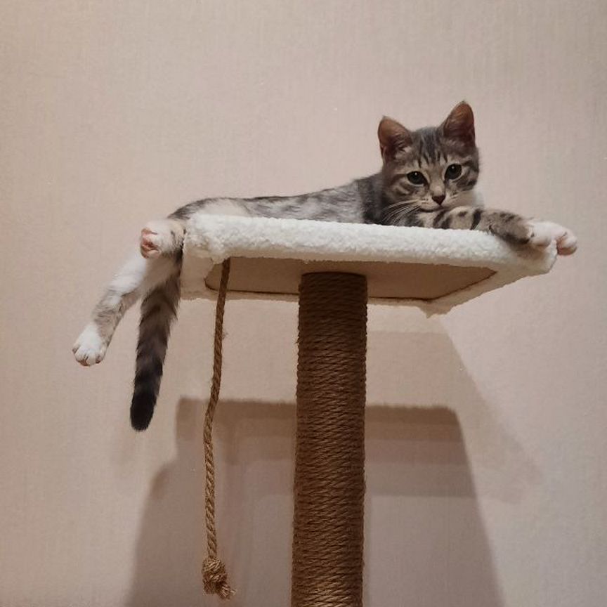 Шотландская кошечка