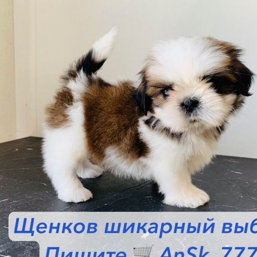 Ши-тцу, щенок