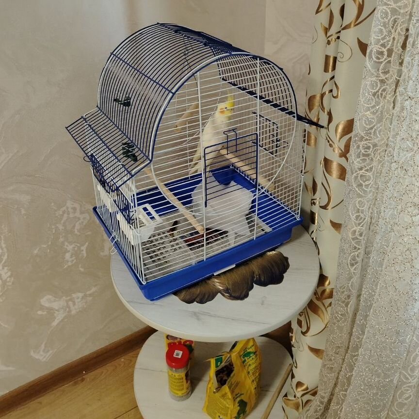 Попугай корелла
