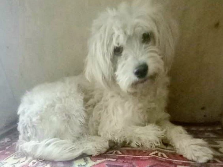 Аляска - собачка в добрые руки