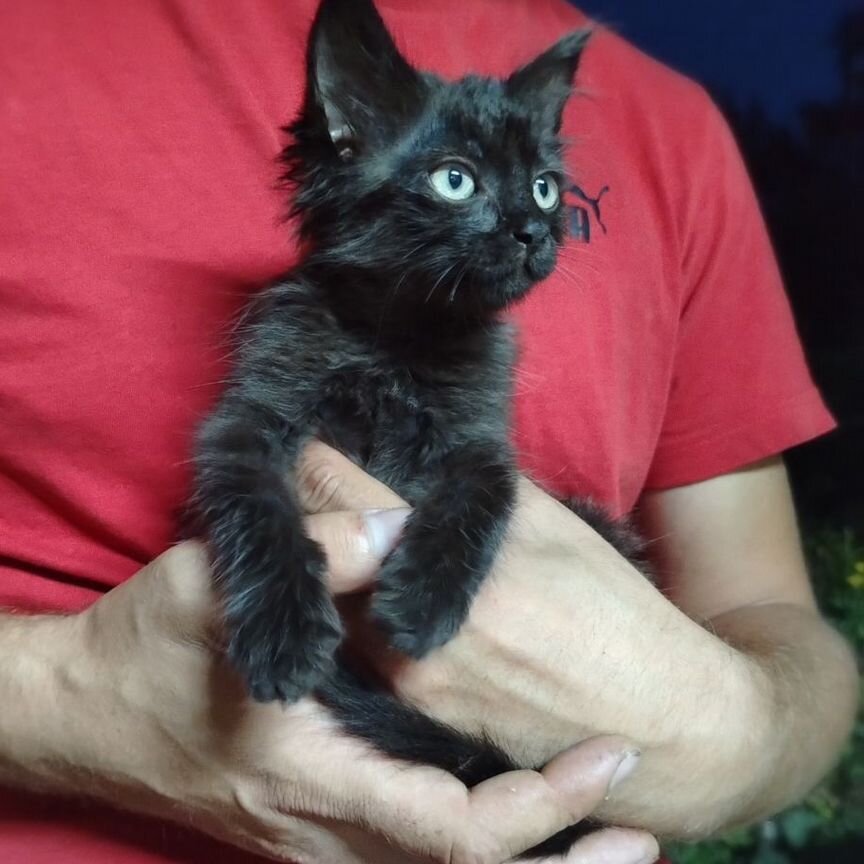 Котенок в добрые руки в дар. Кот бесплатно