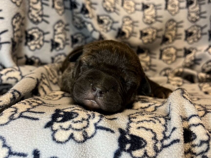 Щенки амстаффа