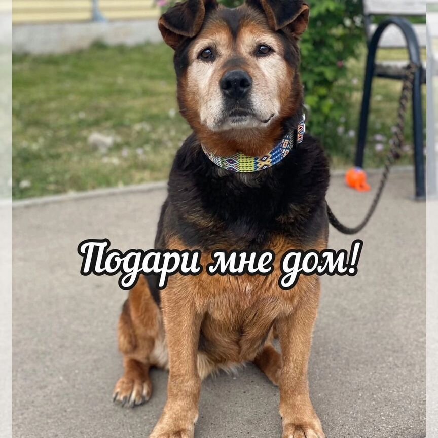 Собака в добрые руки -Чара