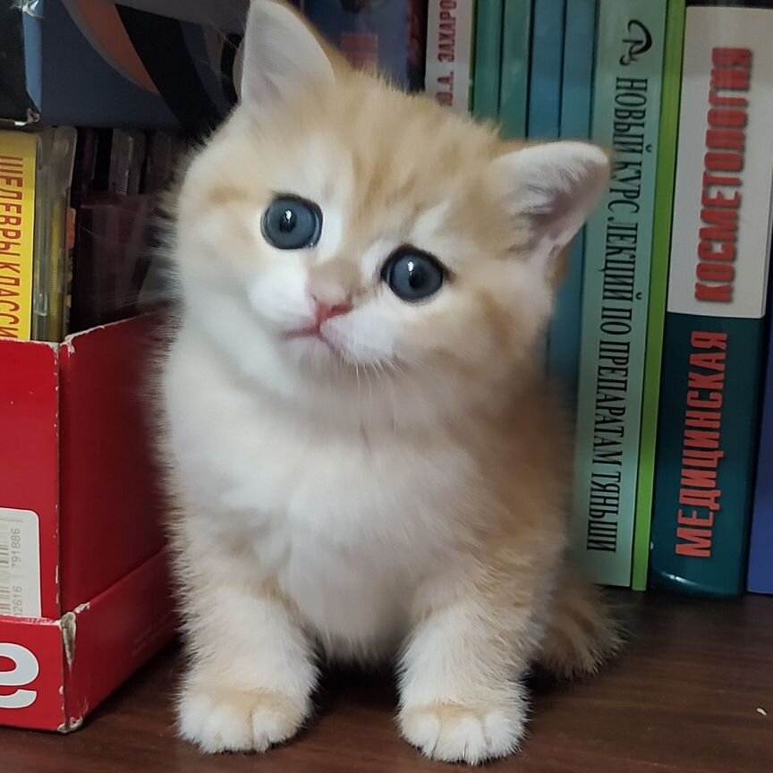 Британский короткошёрстный котёнок
