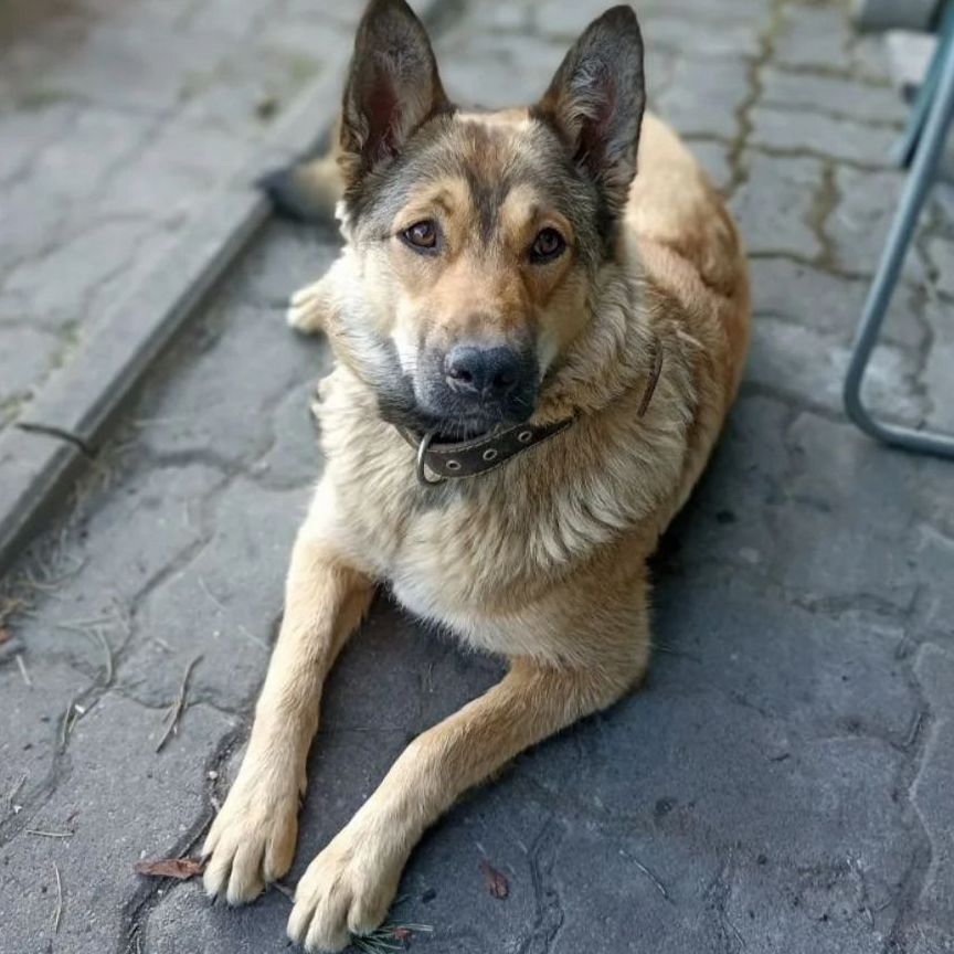 Бельгийская овчарка, взрослая собака