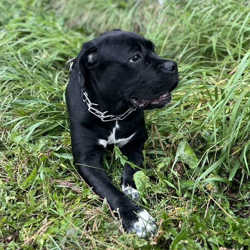 Кане-корсо, щенок