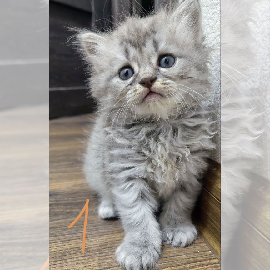 Шотландский вислоухий короткошёрстный котёнок