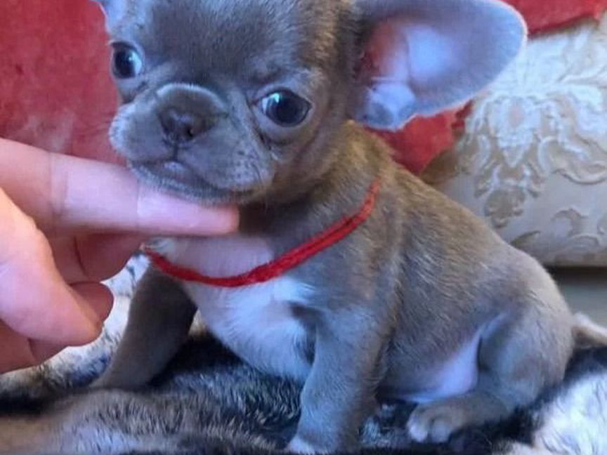 Чихуахуа лиловый