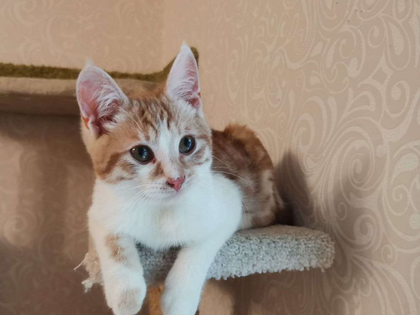 Котенок- мальчик 1,5 месяца,Персик