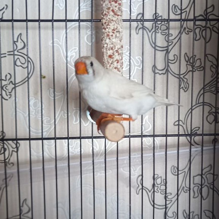 Зебровые амадины