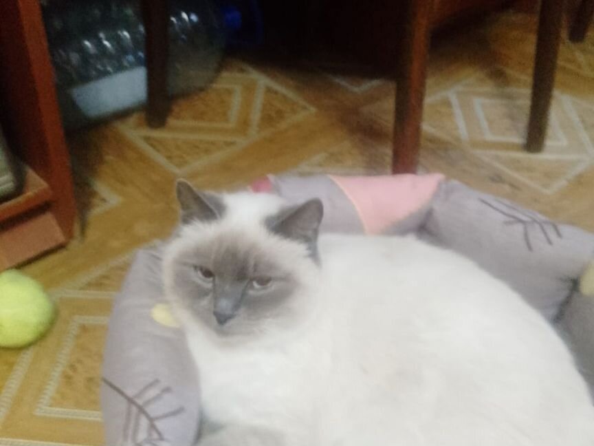 Котята от сиамской с персом кошки