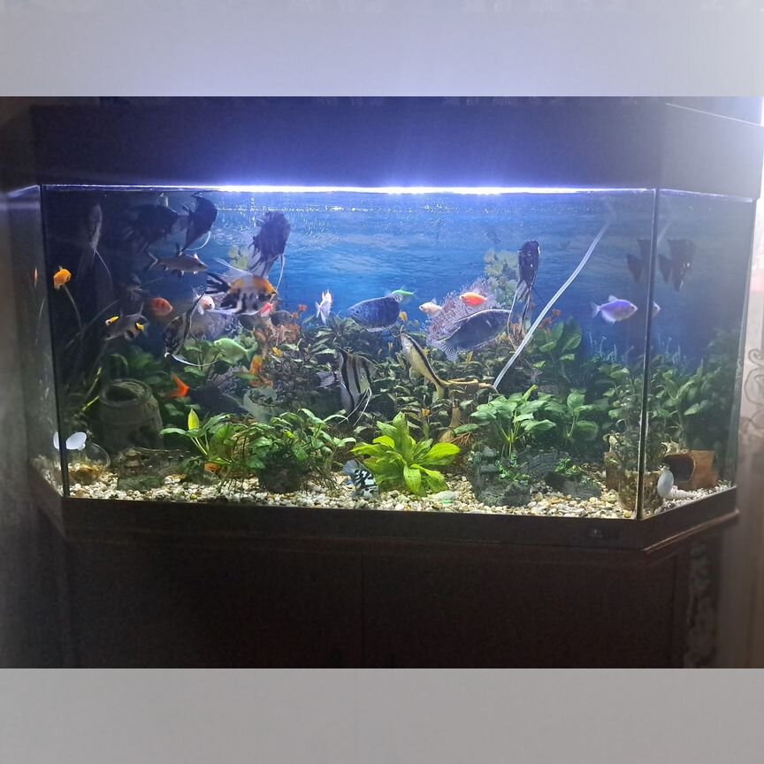 Аквариум с тумбой juwel 175литра