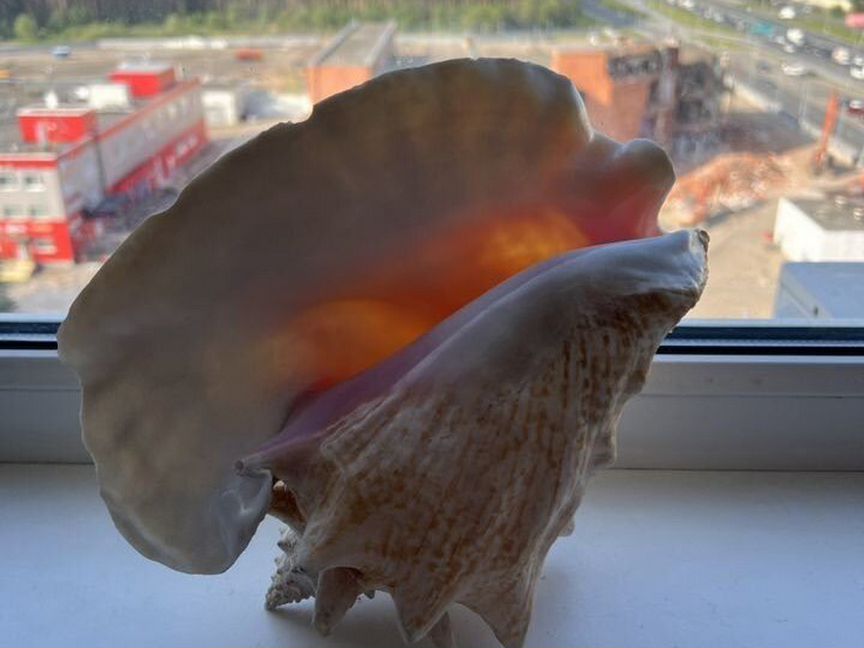 Ракушка морская большая