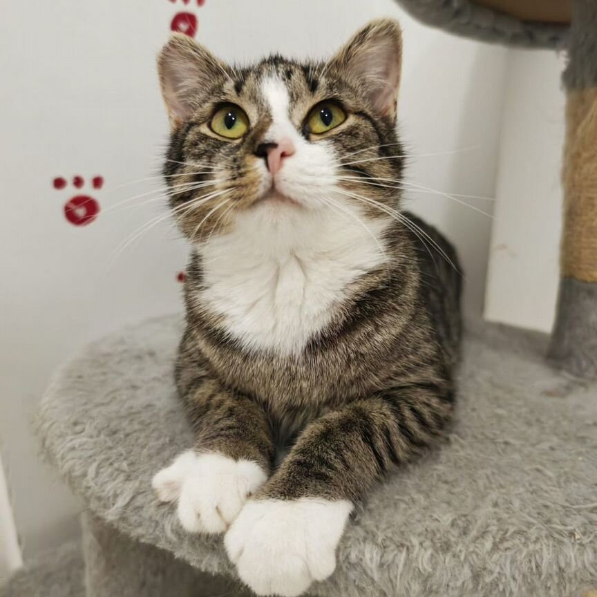 Котёнок в добрые руки