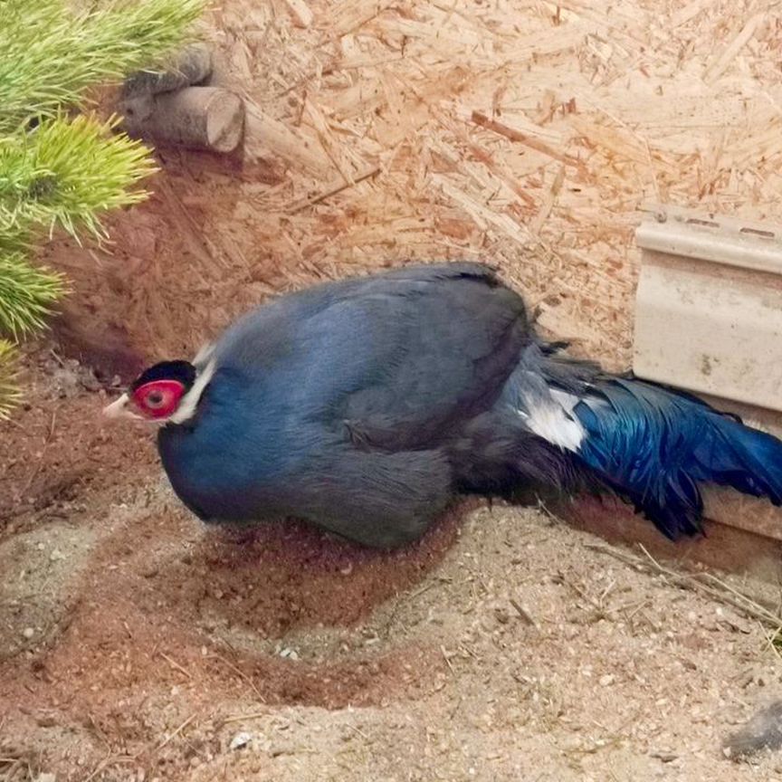 Фазаны синие ушастые