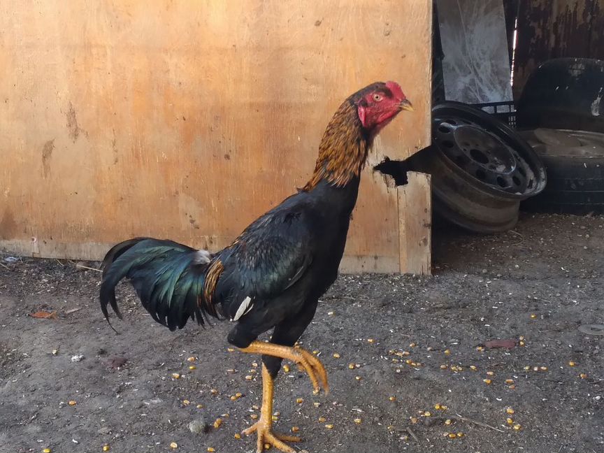 Бойцовые петухи