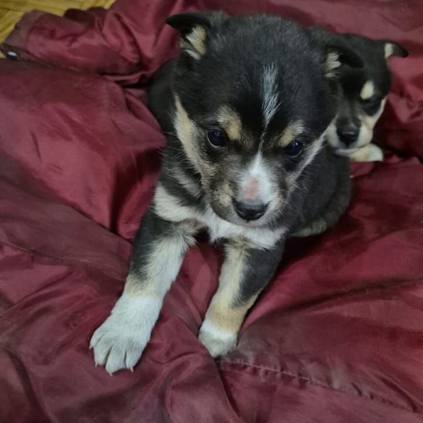 Бигль, щенок