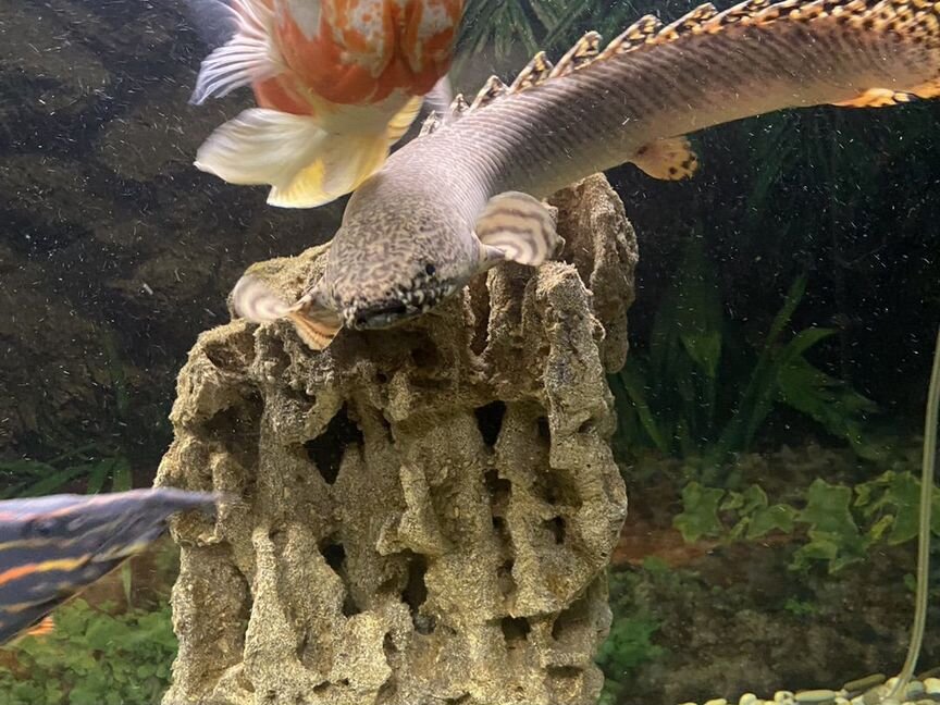 Аквариумные рыбки