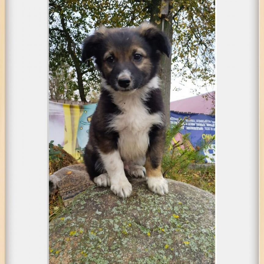 Щенки