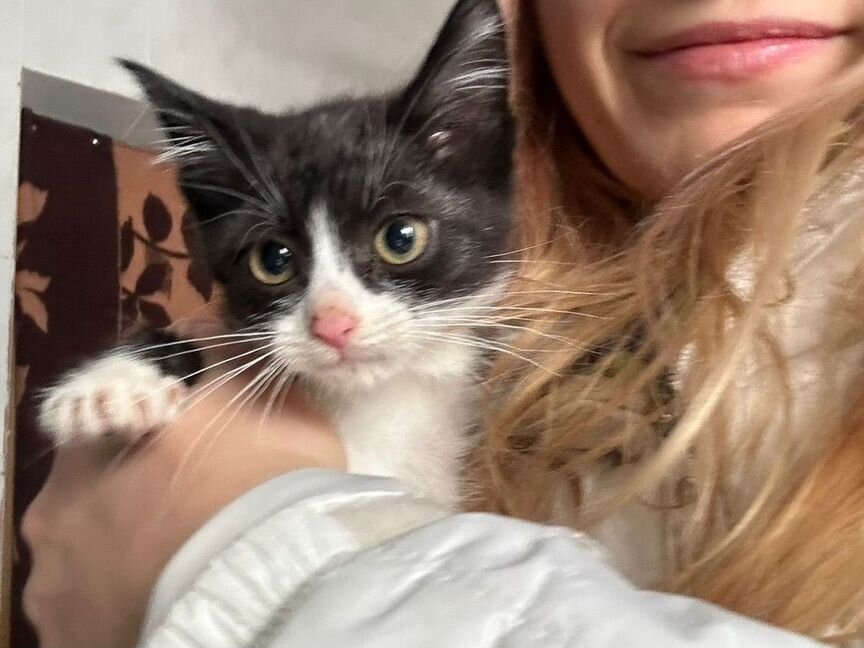 Трогательный котенок Морти ждет родителей