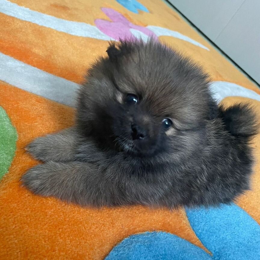 Померанский шпиц