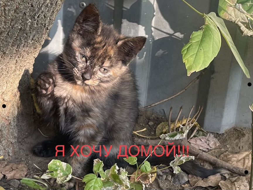 Кошка в дар бесплатно