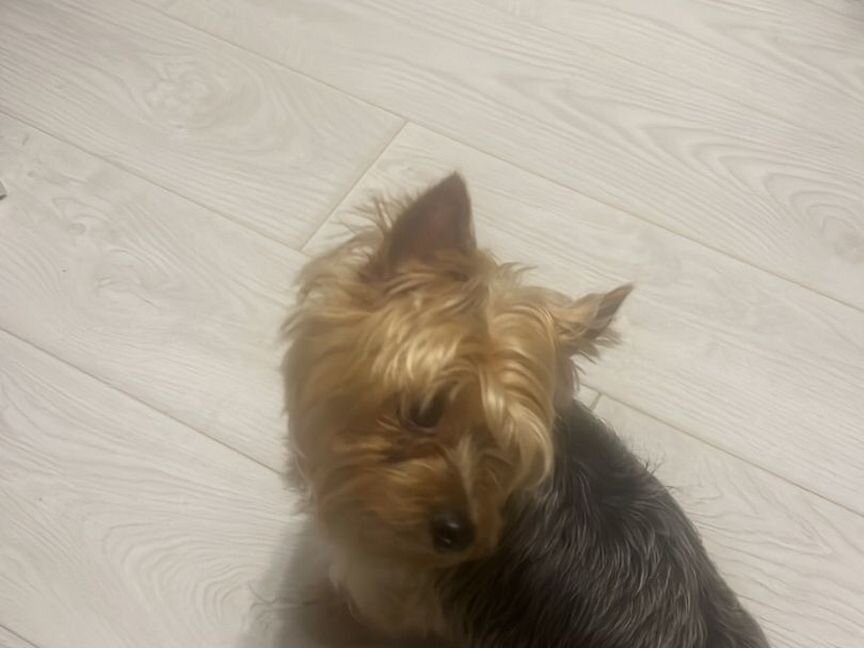 Собака в добрые руки отдам бесплатно