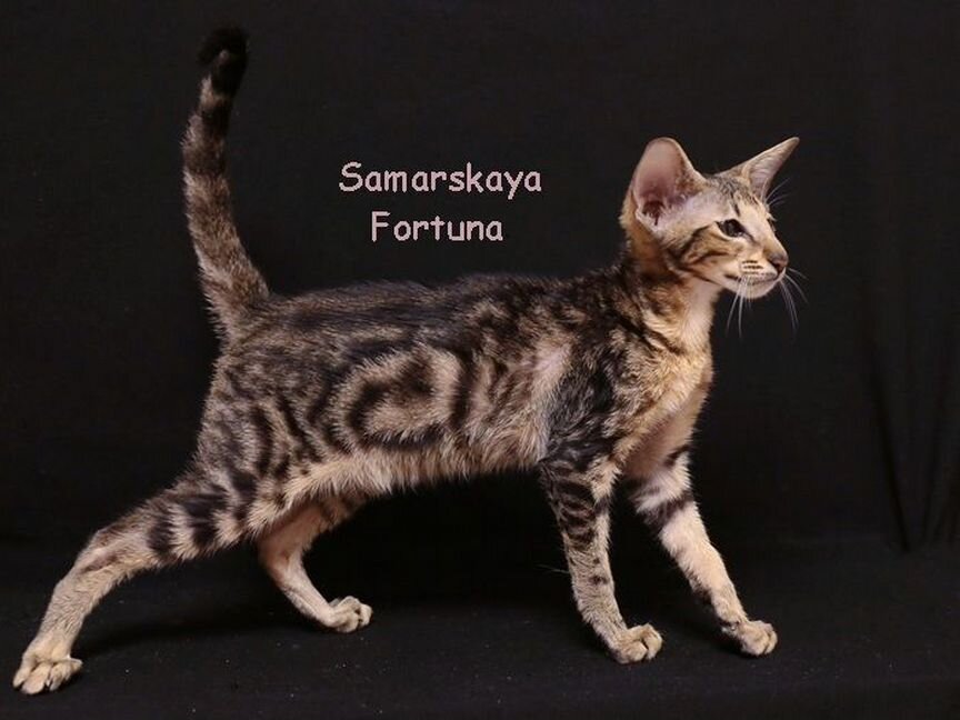 Ориентальный котик