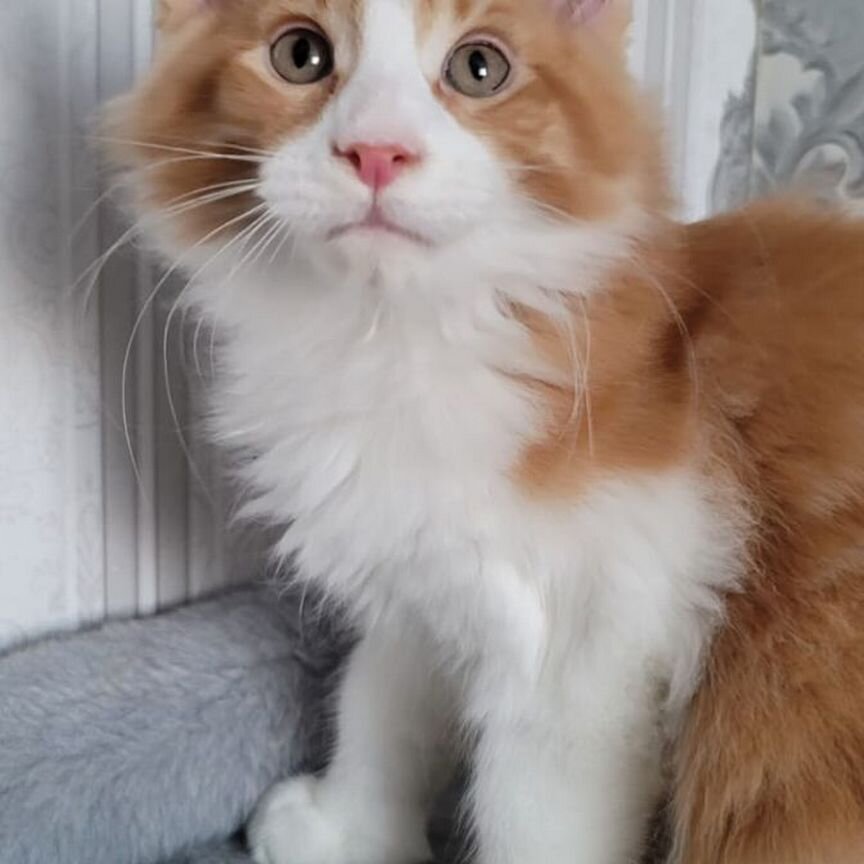 Мэйн кун полидакт котята