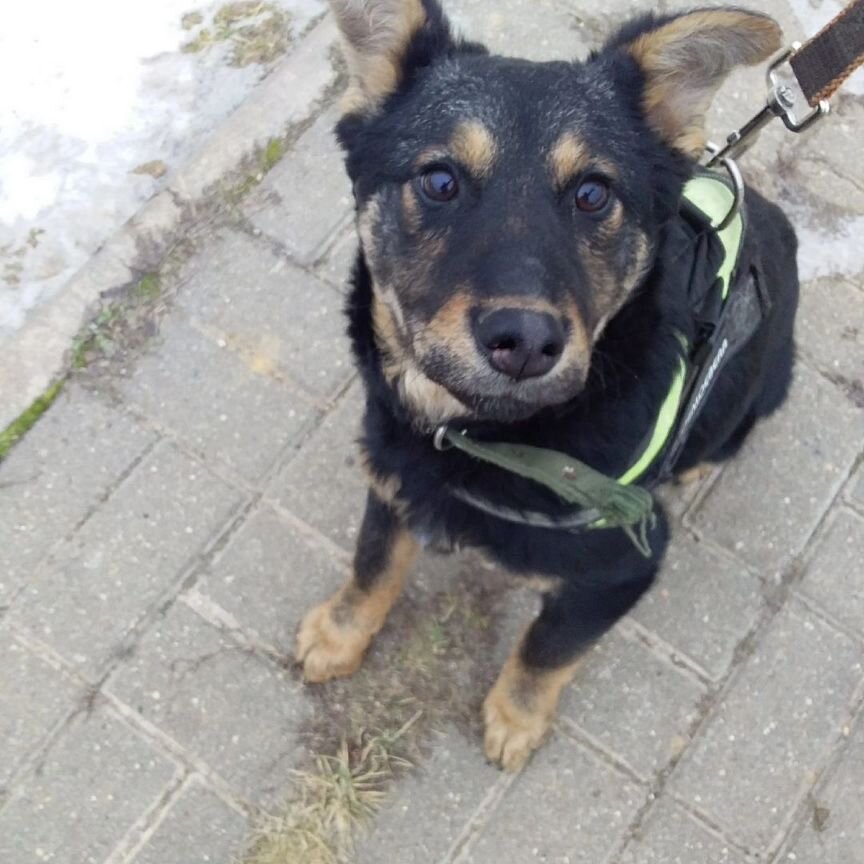 Щенок девочка в добрые руки