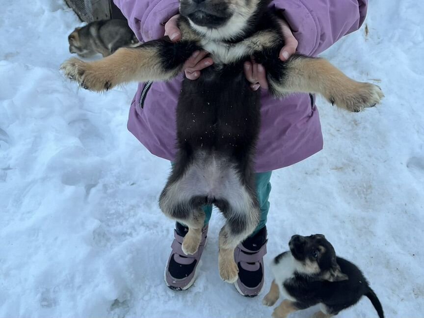 Щенки