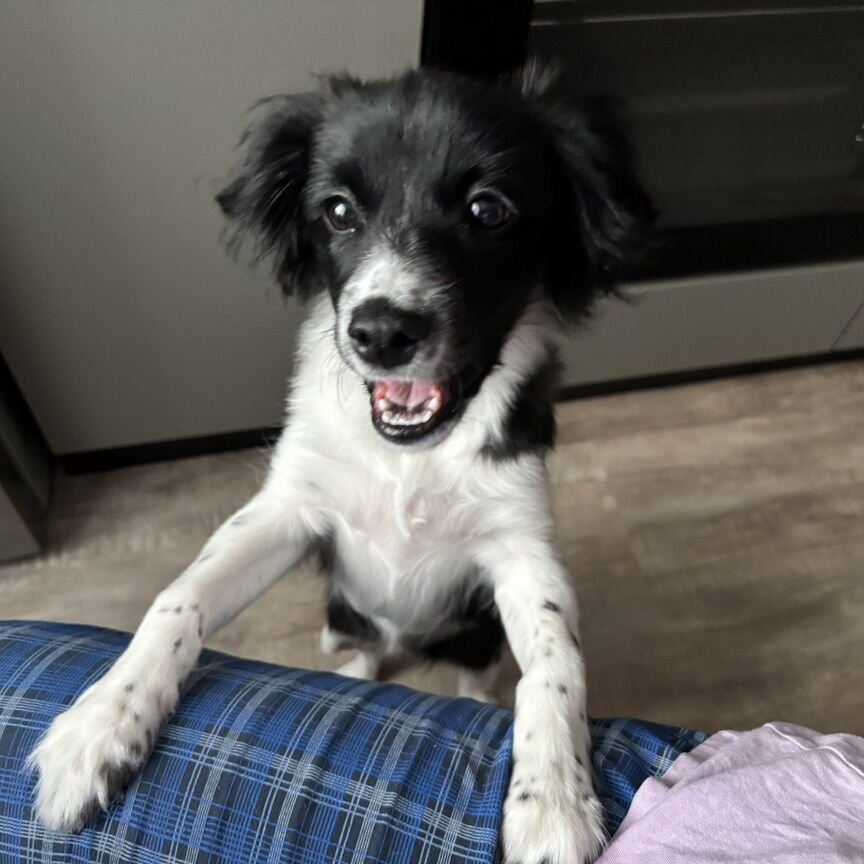 Малый мюнстерлендер спаниель (в добрые руки)