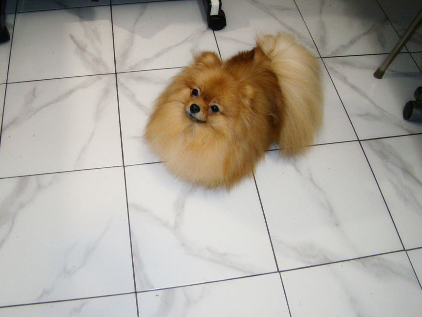 Вязка шпиц мальчик мини померанчик