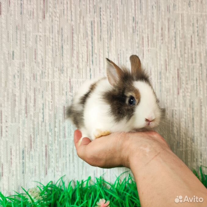 Карликовый кролик - супер мини
