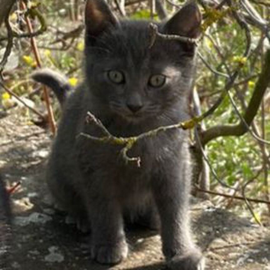 Котята русская голубая крым 2,5мес