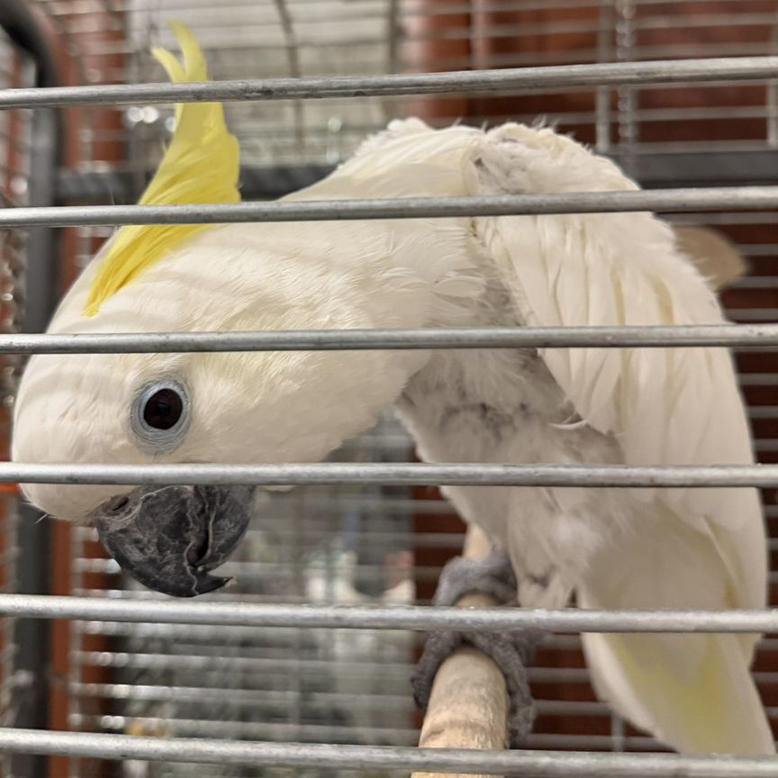 Попугай какаду