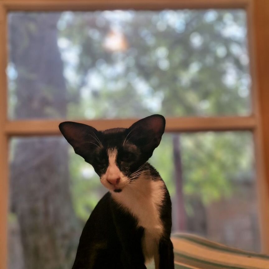 Ориентальная кошечка