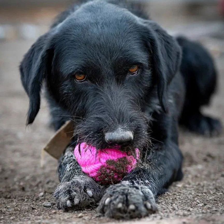 Сирота Казанская