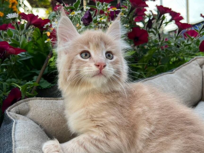 Котята мейн-кун метис