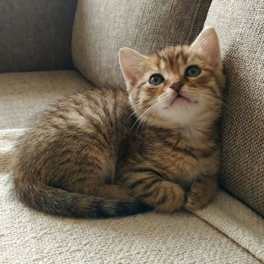 Шотландский прямоухий короткошёрстный котёнок