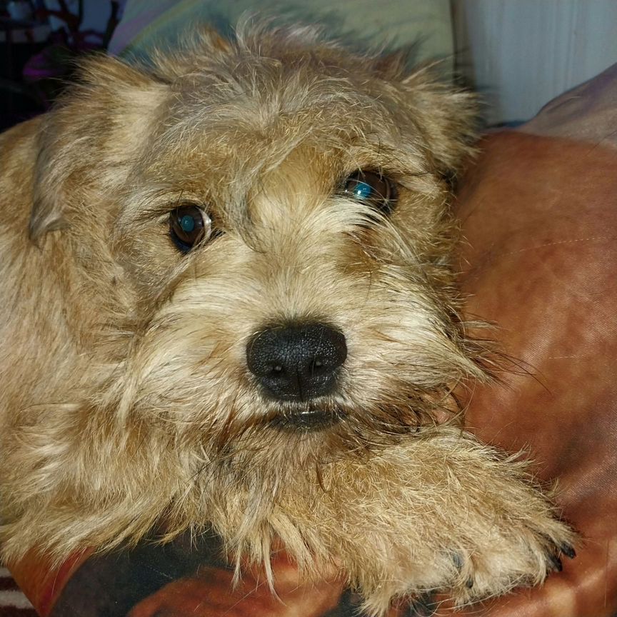 Коржик