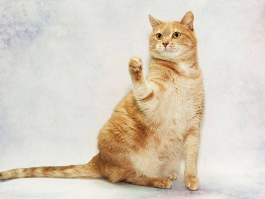 Котик в добрые руки