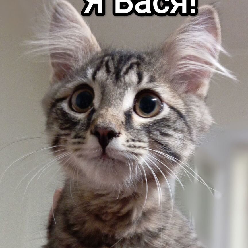 Котенок в добрые руки