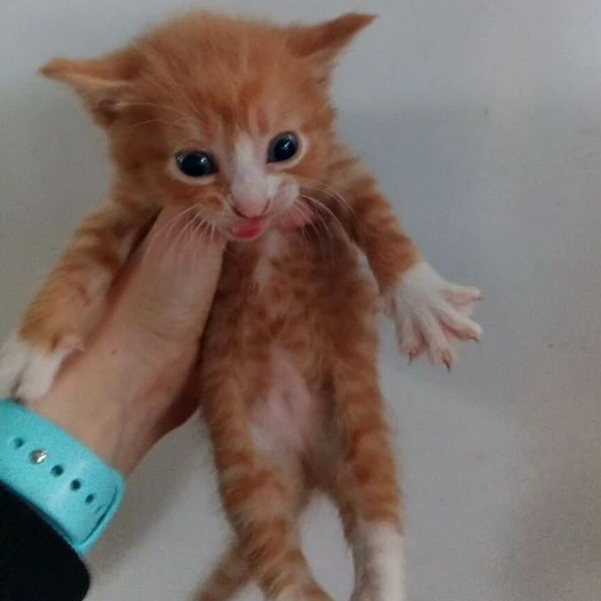 Котёнок в добрые руки