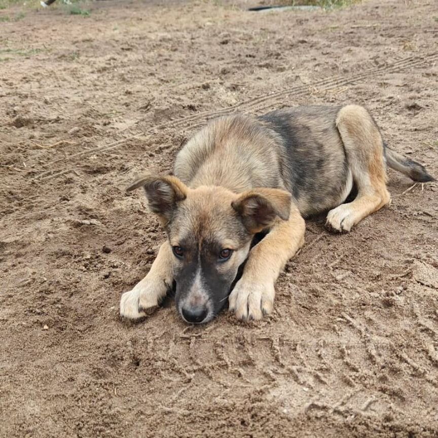 Щенок мальчик